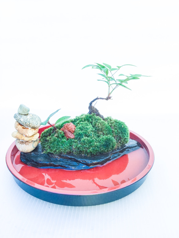 苔盆栽(苔島天竹林) 一輪挿し・花瓶・花器 moss loulan(楼蘭) 通販｜Creema(クリーマ) 12658628