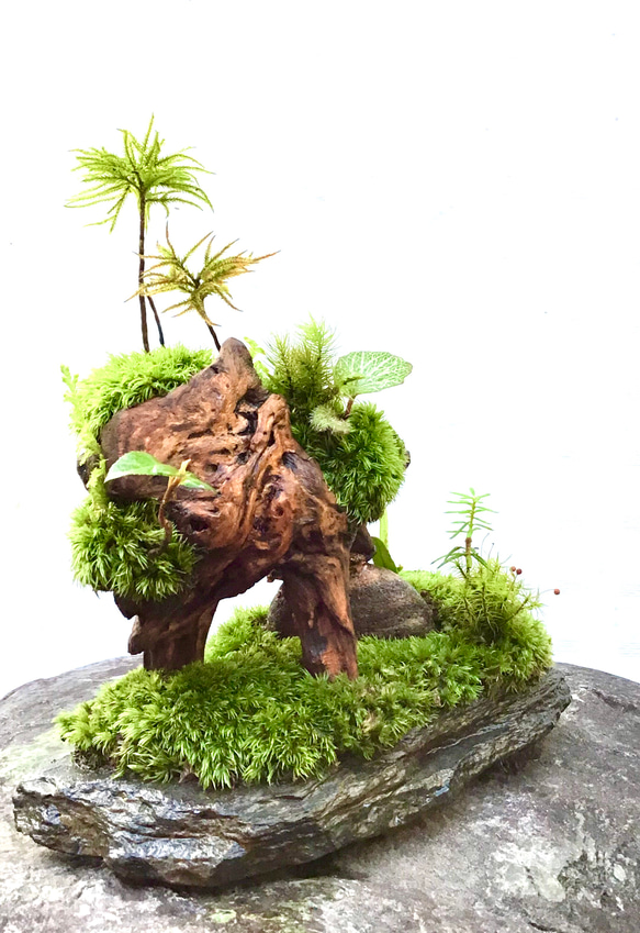 苔島空中庭園 その他インテリア雑貨 moss loulan(楼蘭) 通販｜Creema(クリーマ)