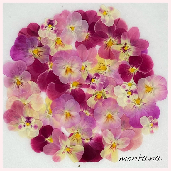 645.押し花アソート〜ピンク系 ビオラ 詰め合わせ 押し花素材 その他素材 モンタナ夫人 通販 12665857｜Creema(クリーマ)