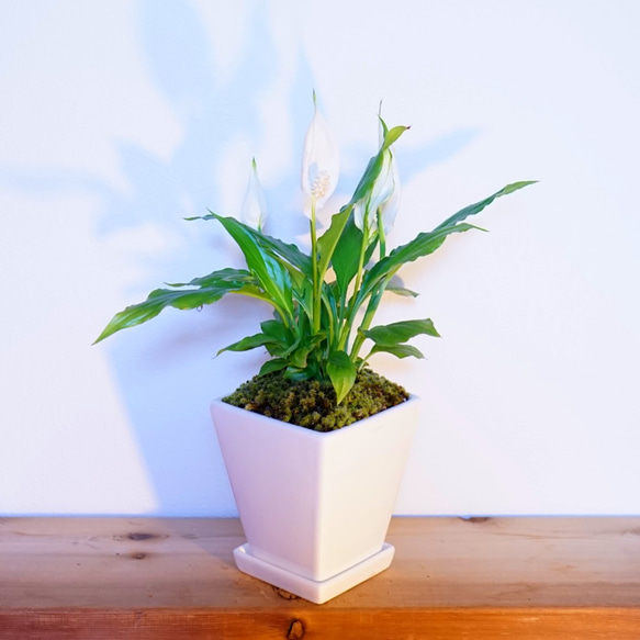 空気清浄効果の高い観葉植物／スパティフィラムの苔ポット テラリウム アトモスフィア 通販 9513015｜Creema(クリーマ)