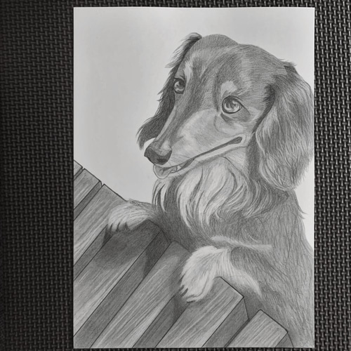 原画】 貧しく 犬の絵 ミニチュアダックスフンド 色鉛筆、鉛筆画 原画】 貧しく 犬の絵 ミニチュアダックスフンド 色鉛筆、鉛筆画