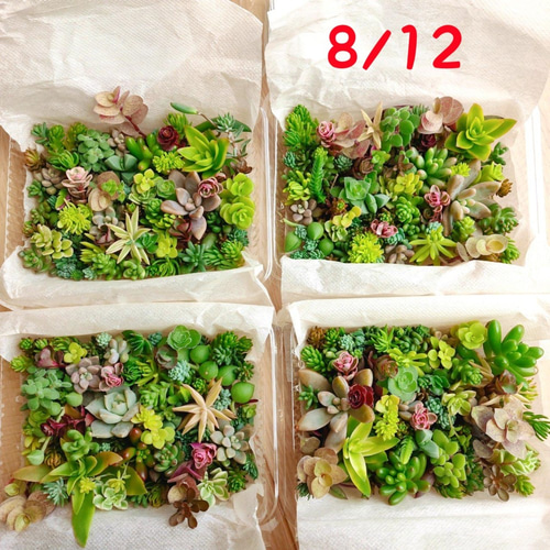 セダム 多肉植物 30種類以上 カット苗 セット 小* 送料込み セダム 多肉植物 30種類以上 カット苗 セット 小* 送料込み