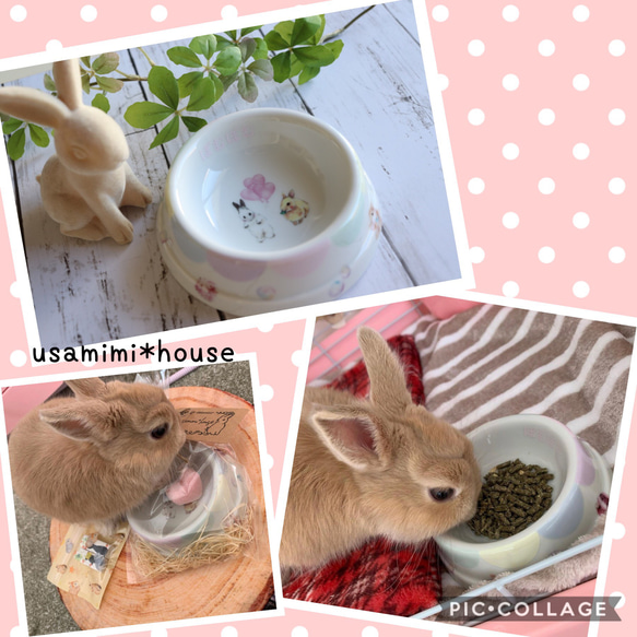 お客さまの素敵なお写真をご紹介♡うさぎちゃんの器 おもちゃ・ペット小物 usamimi*house 通販 10922129｜Creema(クリーマ)