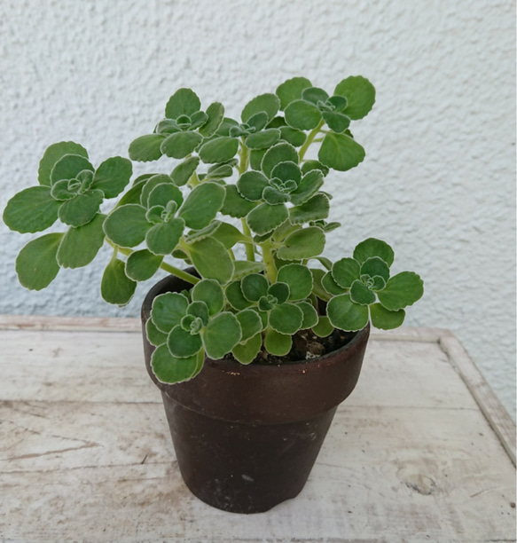 アロマティカス ハーブ ミントの香り 蚊除け 多肉植物 サザンサボ 通販 12341212｜Creema(クリーマ)