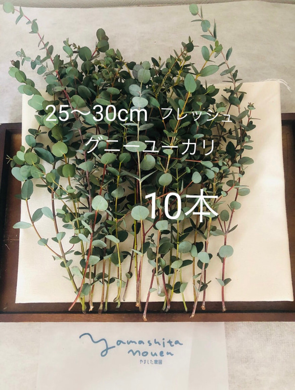 25〜30cm 10本 保水発送 ユーカリ グニー フレッシュ 松山グニー その他素材 やました農園（ユーカリ農家） 通販 12708720 ...