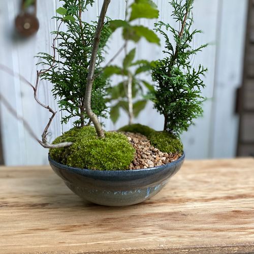雑木盆栽/陶芸家と盆栽作家のコラボ作品/インテリア 盆栽 雑木盆栽/陶芸家と盆栽作家のコラボ作品/インテリア 盆栽