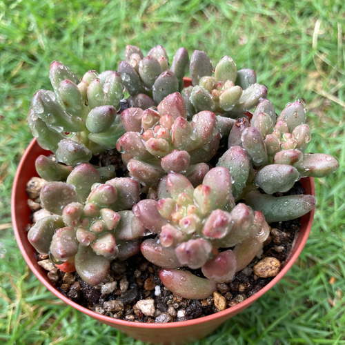 sold多肉植物 ジェットバース カット苗 セダム 7苗 その他 sold多肉植物 ジェットバース カット苗 セダム 7苗 その他
