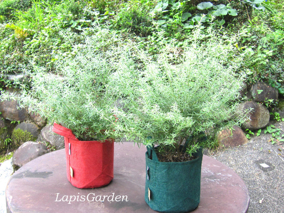 開花中ウエストリンギア★オーストラリアンローズマリー★Xmas色のルーツポーチ★ベランダ＆インドア その他インテリア雑貨 ラピスガーデン 通販 ...