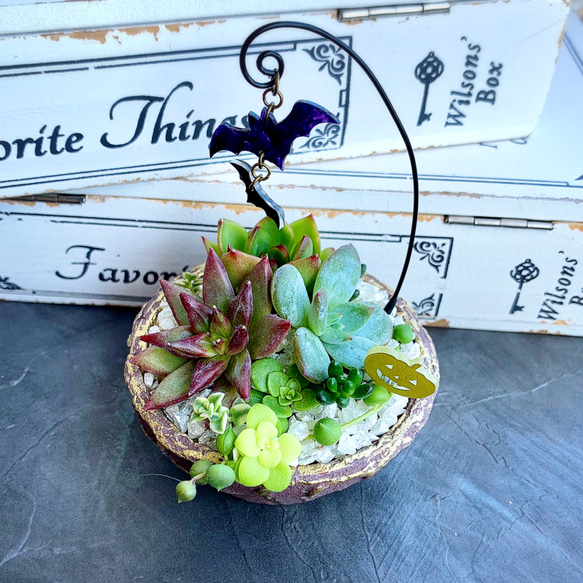 【期間限定】ハロウィン鉢の多肉の寄せ植え 多肉植物 とらのお店 通販 12731369｜Creema(クリーマ)