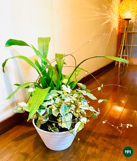 1点もの‼︎【観葉植物】星ハラン&テイカカズラ 盆栽 mossmoss 通販｜Creema(クリーマ)