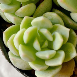 郡月花 多肉植物 カット苗7コ 多肉植物 y's shop 通販｜Creema(クリーマ) 11604273