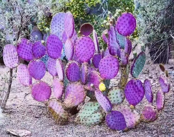 レア 多肉植物 オプンチア サンタリタ ウチワサボテン 多肉植物 愛多肉-(AI-TANIKU) 通販 12611102｜Creema(クリーマ)