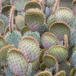 レア 多肉植物 オプンチア サンタリタ ウチワサボテン 多肉植物 愛多肉-(AI-TANIKU) 通販 12611102｜Creema(クリーマ)