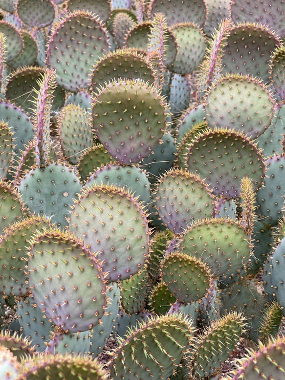 レア 多肉植物 オプンチア サンタリタ ウチワサボテン 多肉植物 愛多肉-(AI-TANIKU) 通販 12611102｜Creema(クリーマ)