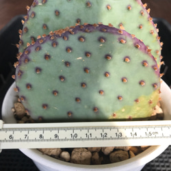 レア 多肉植物 オプンチア サンタリタ ウチワサボテン 多肉植物 愛多肉-(AI-TANIKU) 通販 12611102｜Creema(クリーマ)