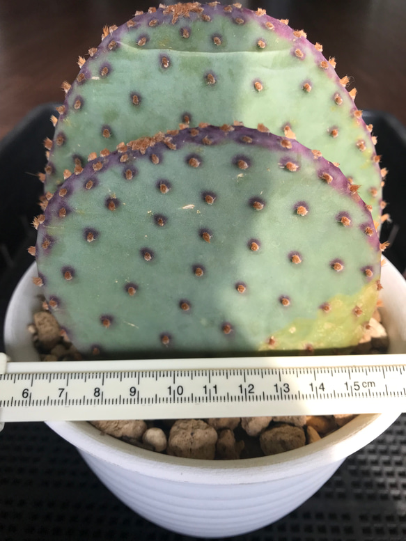 レア 多肉植物 オプンチア サンタリタ ウチワサボテン 多肉植物 愛多肉-(AI-TANIKU) 通販 12611102｜Creema(クリーマ)