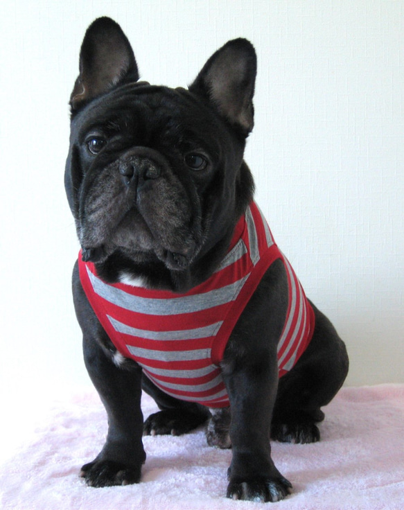 フレンチブルドック服 タンクトップ シンプルボーダー 赤×グレー ペット服・アクセサリー スマイル ブル 通販｜Creema(クリーマ ...