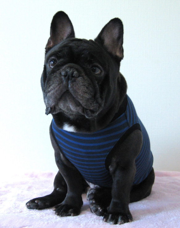 フレンチブルドック服 タンクトップ シンプルボーダー B×G ペット服・アクセサリー スマイル ブル 通販｜Creema(クリーマ)