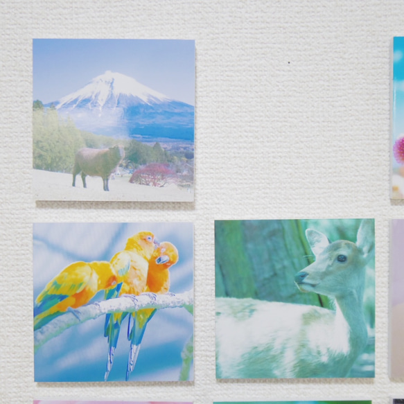 ましかくフォトパネル 3枚組【かわいい動物】 写真・グラフィック 【くまこ堂】おみつ 通販 1930591｜Creema(クリーマ)