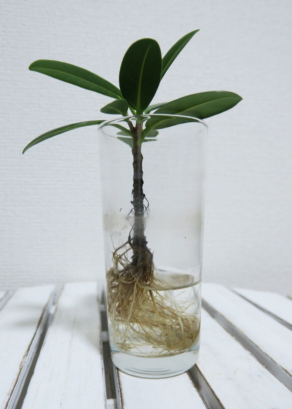 ◯shinobu様オーダー:観葉植物・水耕栽培「センカクガジュマル ◯shinobu様オーダー:観葉植物・水耕栽培「センカクガジュマル