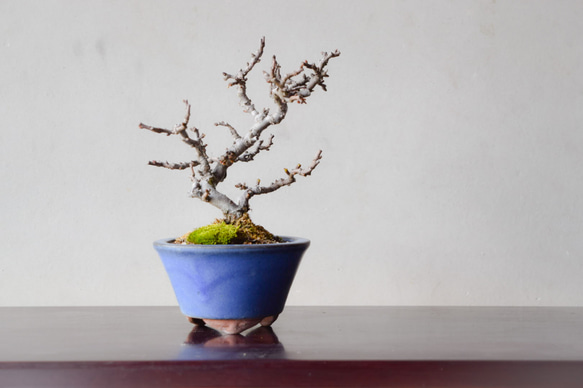 小品盆栽 長寿梅(白花) no.3(もうすぐ開花しそうです。追記2018.3.9) その他インテリア雑貨 盆栽やす 通販｜Creema ...