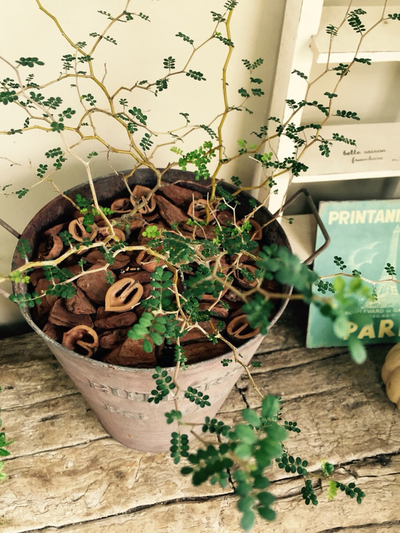 新作♡現品【ソフォラ】さびさび茶ブリキ缶入り！クルミの殻マルチング その他インテリア雑貨 雅楽 うた 通販 3023570｜Creema(クリーマ)