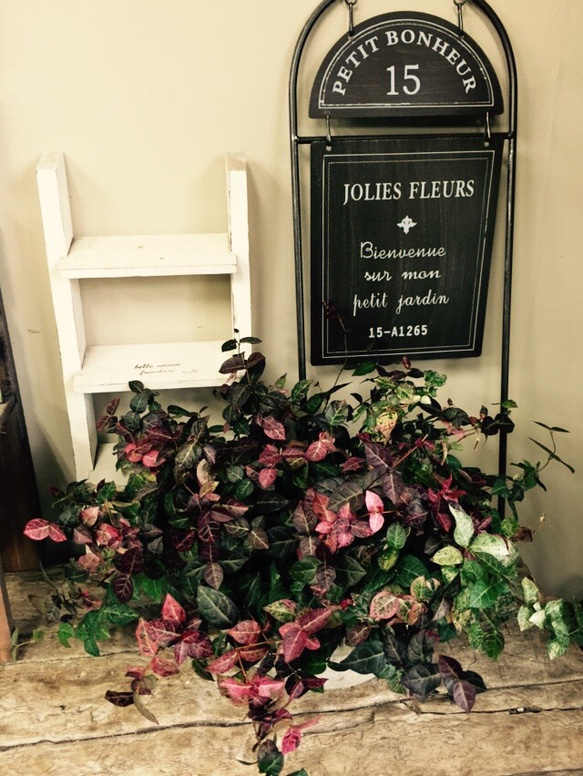 新作♡紅葉【ゴシキカズラ】特大ボリュームたっぷり！アンティーク風陶器入り アートフラワー 雅楽 うた 通販 3067529｜Creema(クリーマ)