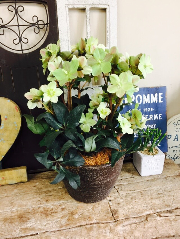 新作♡現品のみ【クリスマスローズ キャメロット】茶 陶器鉢♡上品で素敵 ！ その他インテリア雑貨 雅楽 うた 通販 5229516 ...