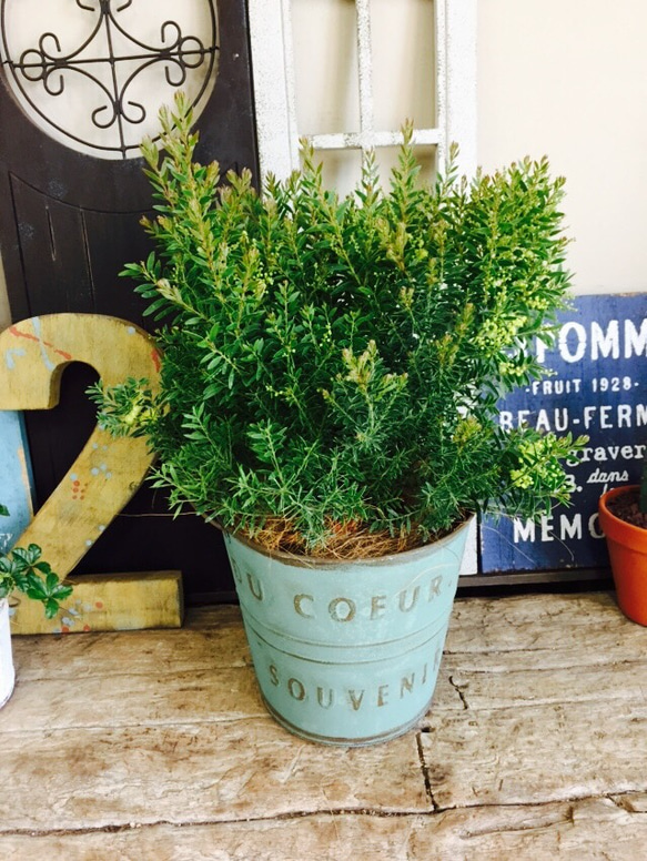 現品ラスト♡春色【新品種 アカシアテレサ】ミモザイエロー♡人気の春のお花！薄緑系ブリキ その他インテリア雑貨 雅楽 うた 通販｜Creema ...